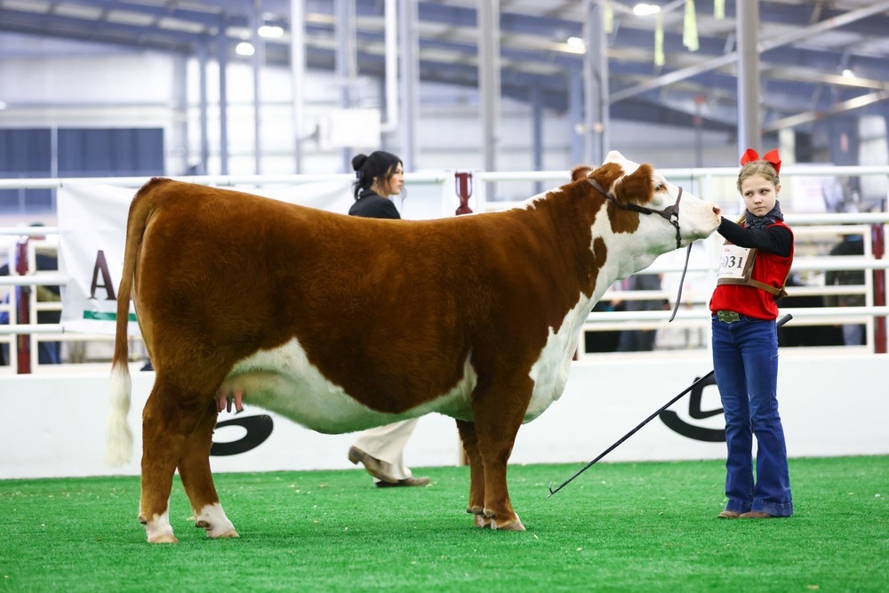 Royal FFA Heifer Exhibitors Win Big @ San Antonio Livestock Show ...