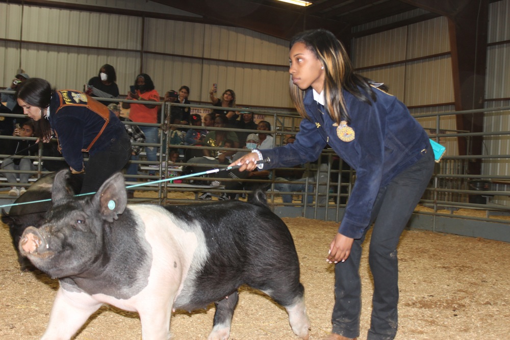 Champion Show Pig